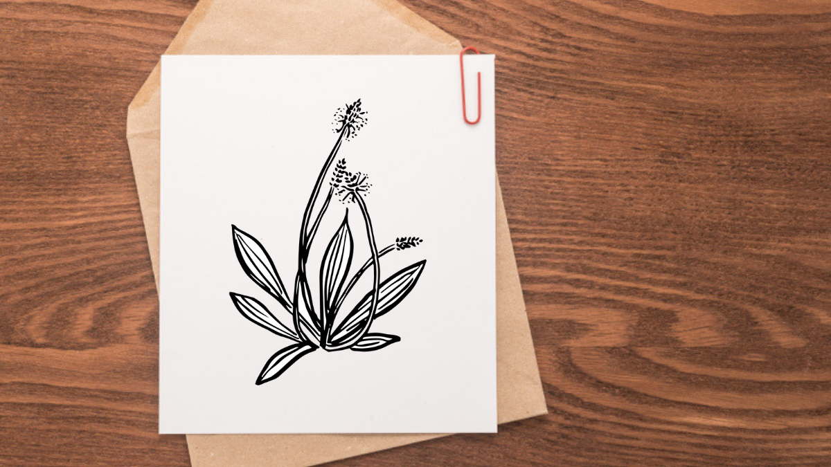 Contact - The Botanical Bus